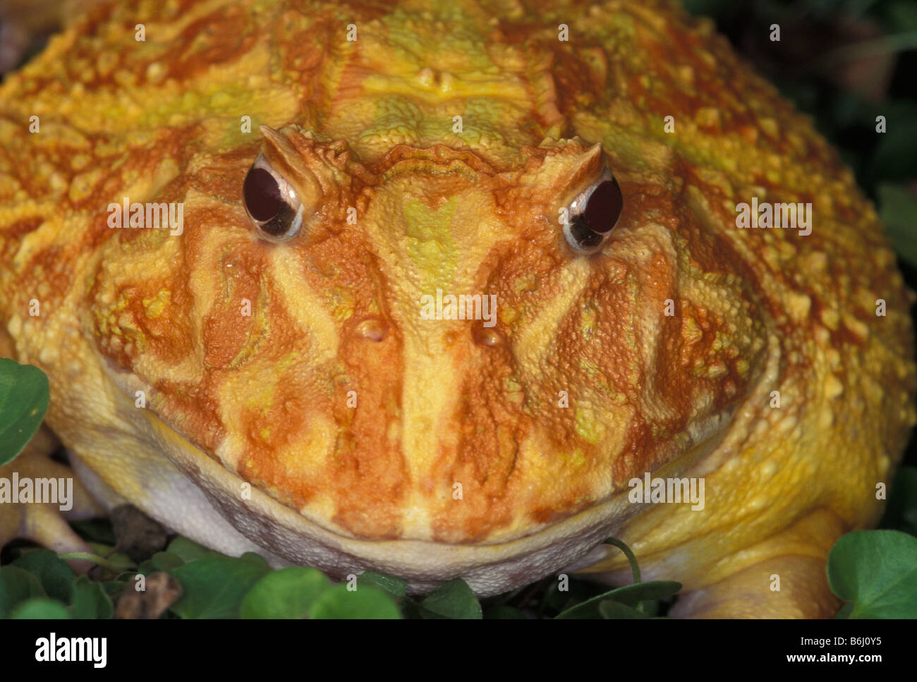 Albino horned frog hi-res stock photography and images - Alamy