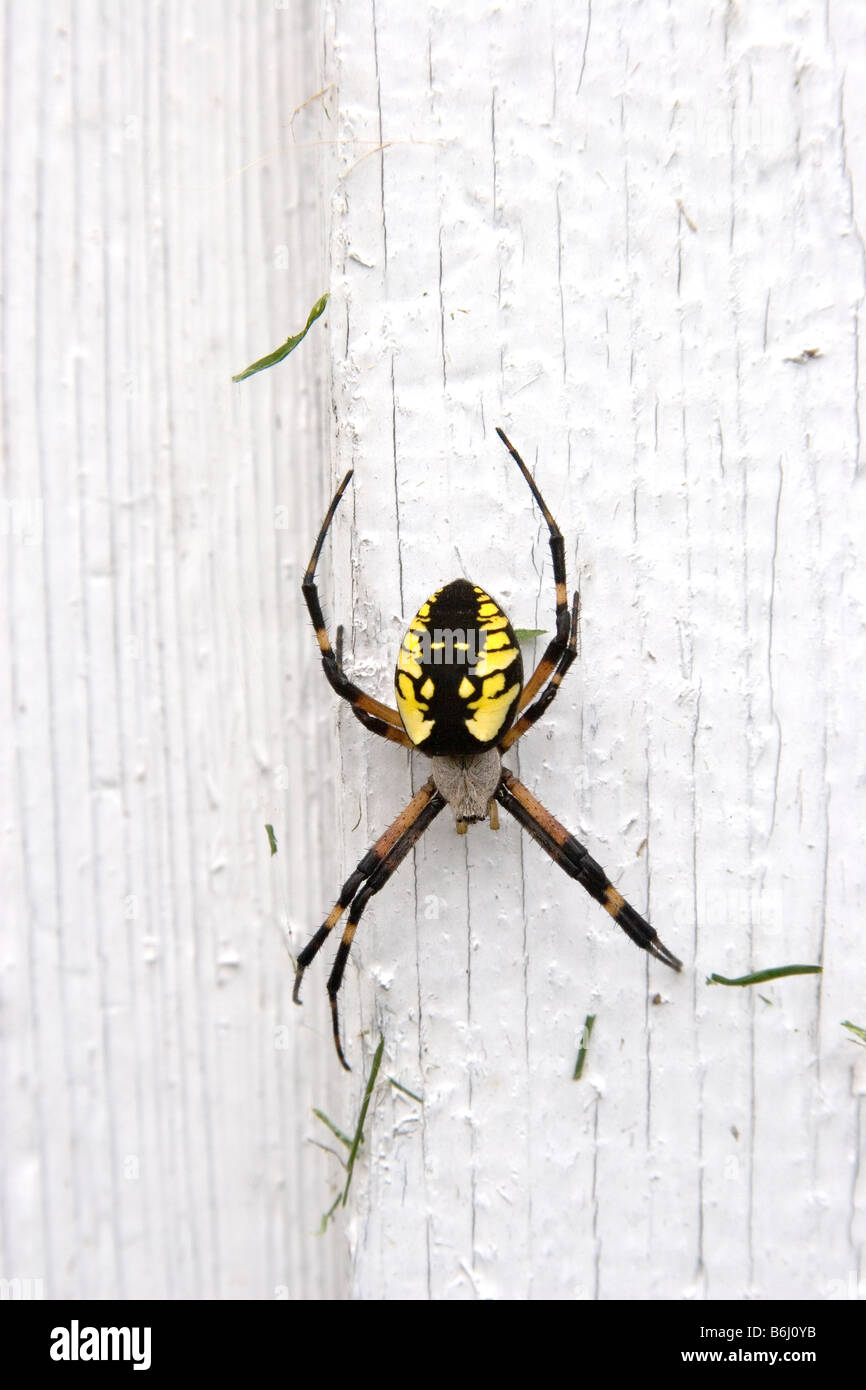 Black-and-Yellow Argiope spider (also known as the garden spider) on ...