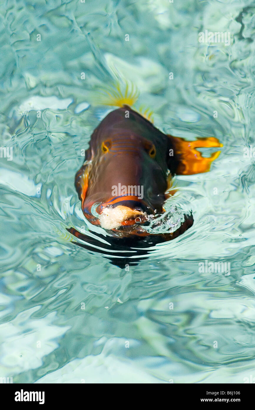 Rhinecanthus aculeatus maldives hi-res stock photography and images - Alamy