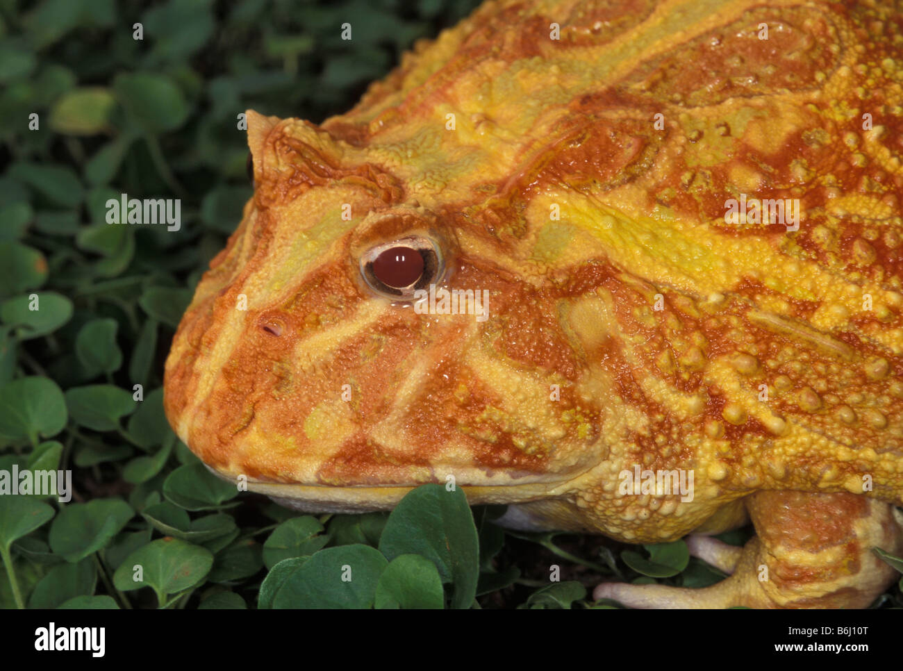 Albino frog hi-res stock photography and images - Alamy