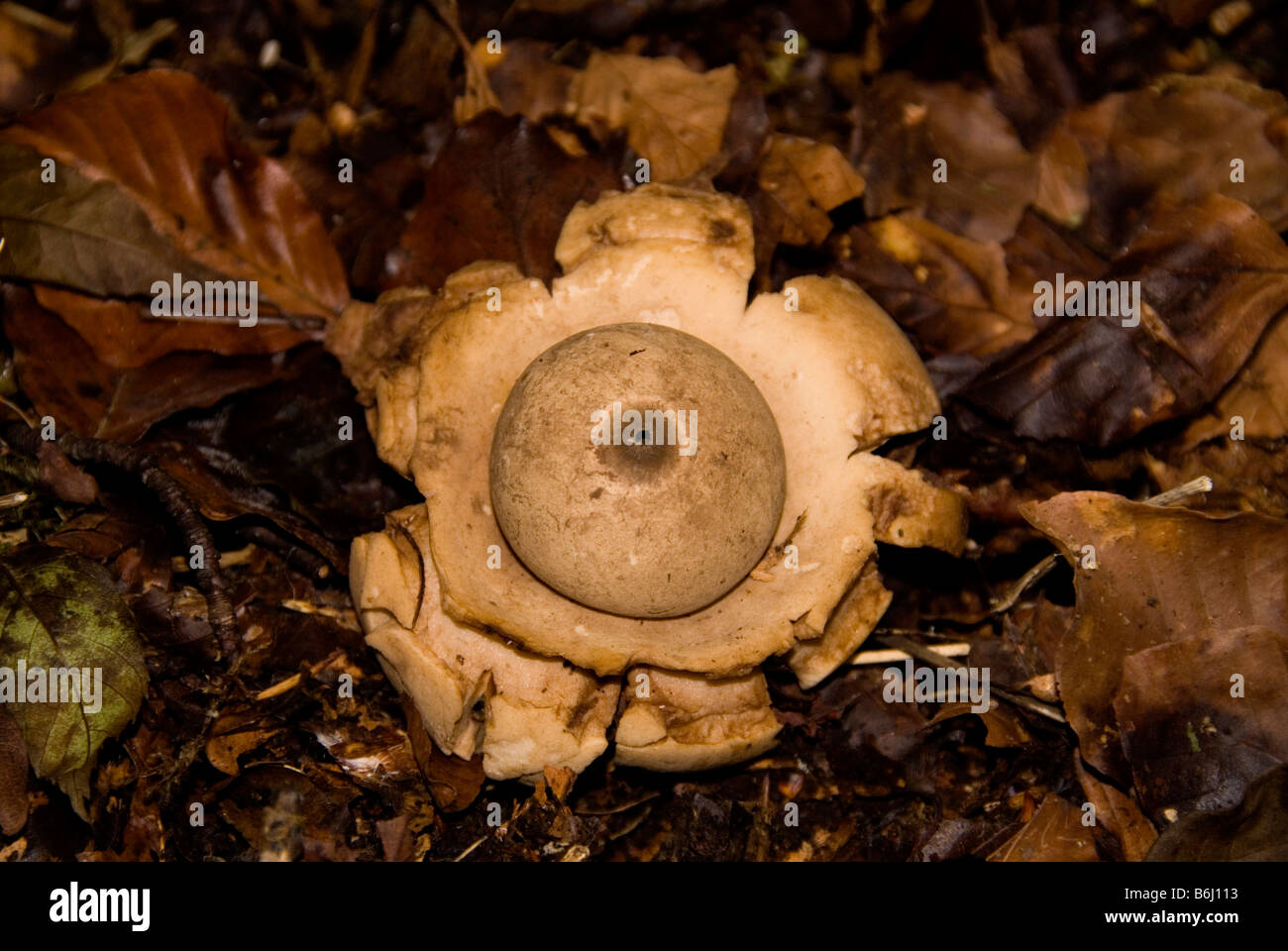 Collared Earthstar Geastrum triplex (Geastraceae) Growing in Blackcliff ...