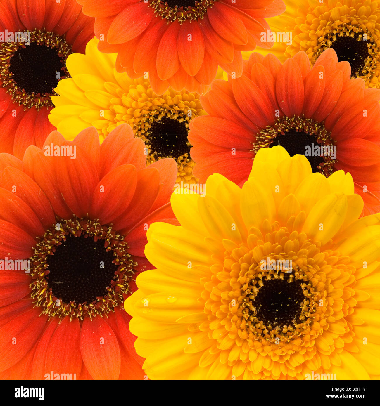 colorful summer background of gerbera s Stock Photo - Alamy