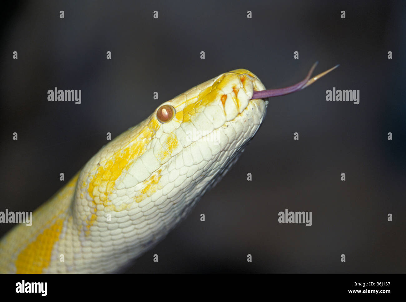 Semi albino hi-res stock photography and images - Alamy