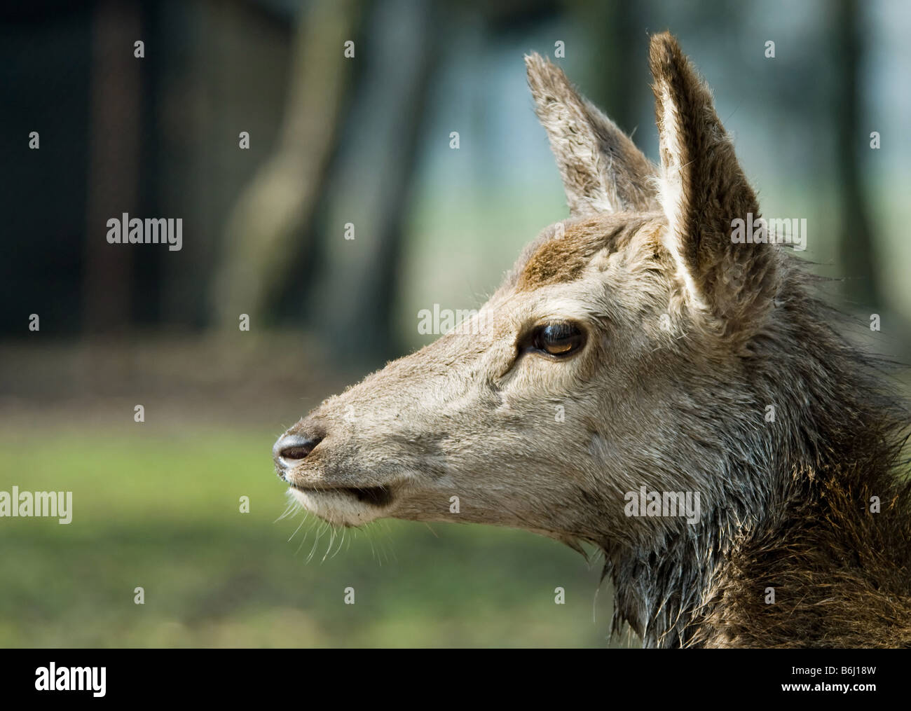 Close up deer in forest hi-res stock photography and images - Alamy