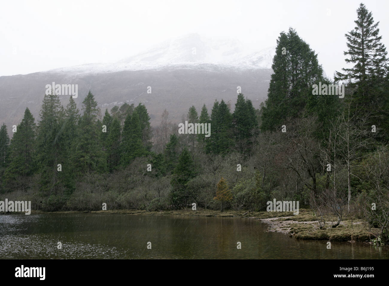 Scotland pinewood hi-res stock photography and images - Alamy