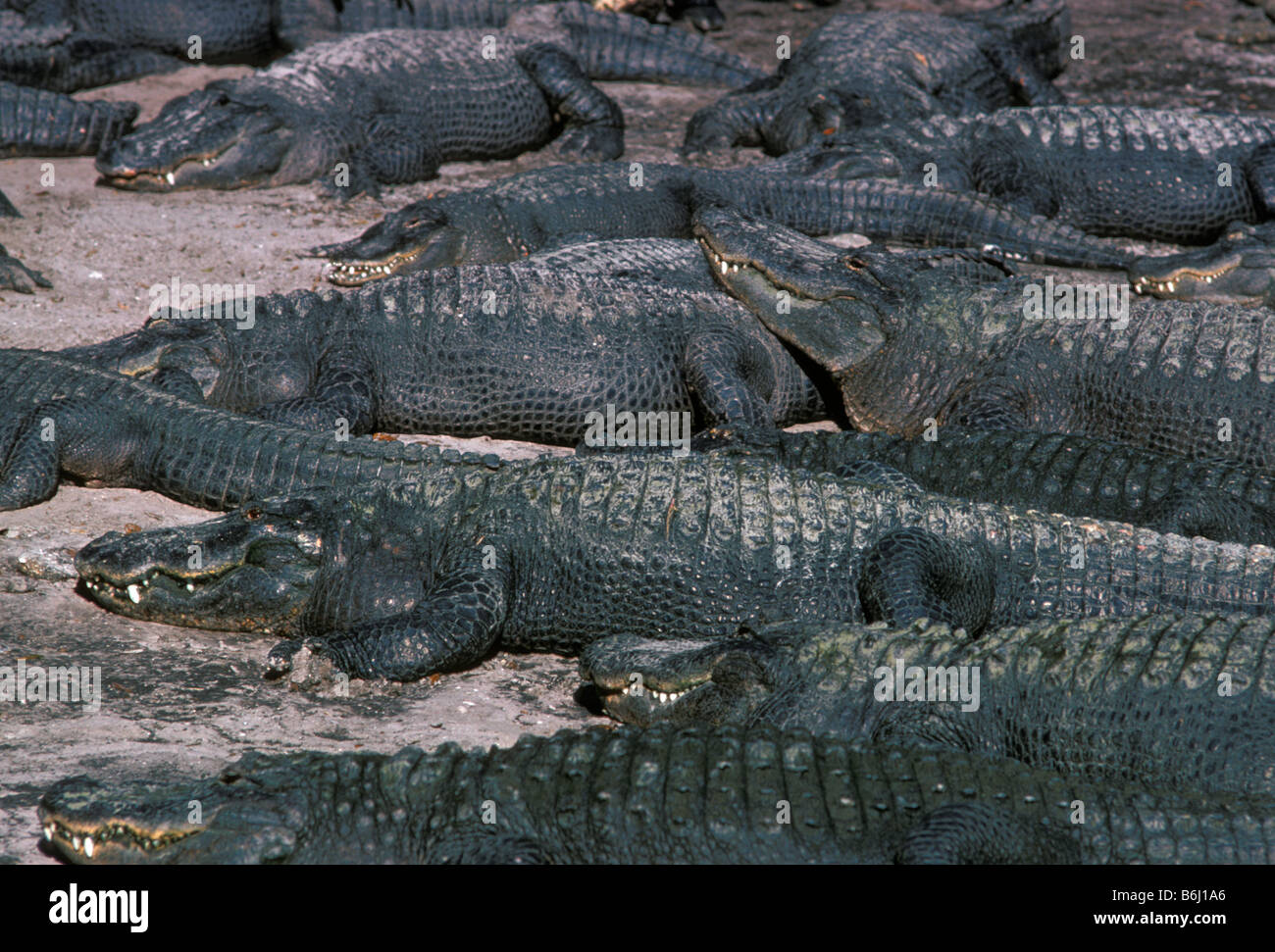 alligators sunning on beach Stock Photo - Alamy