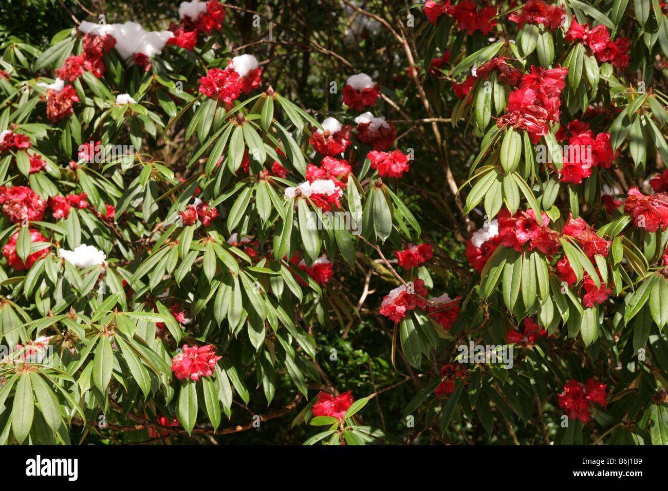 Scottish flora hi-res stock photography and images - Alamy