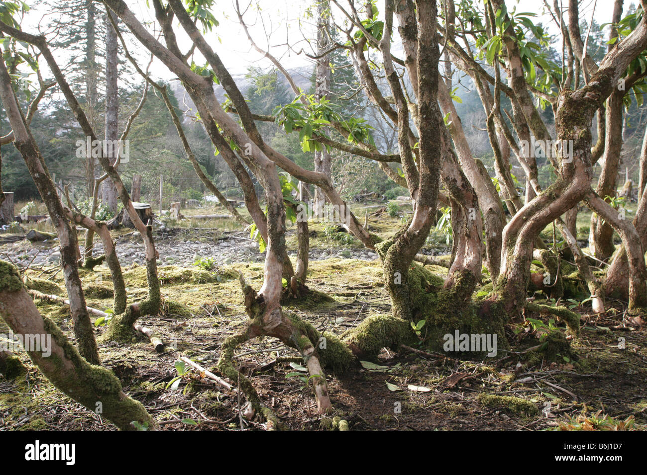 Detail of bare contorted trees, Scottish Highlands, Scotland, UK Stock ...