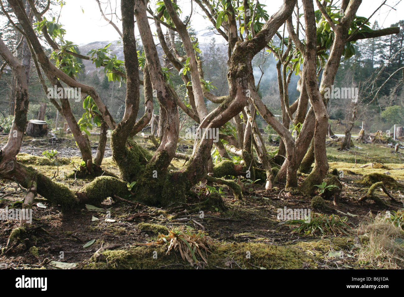 Gnarled tree, Scottish Highlands Stock Photo - Alamy