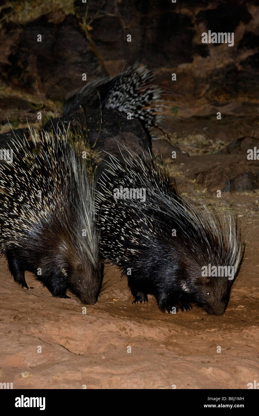 Two Crested Porcupines Foraging for Food, Okonjima, Namibia Stock Photo ...