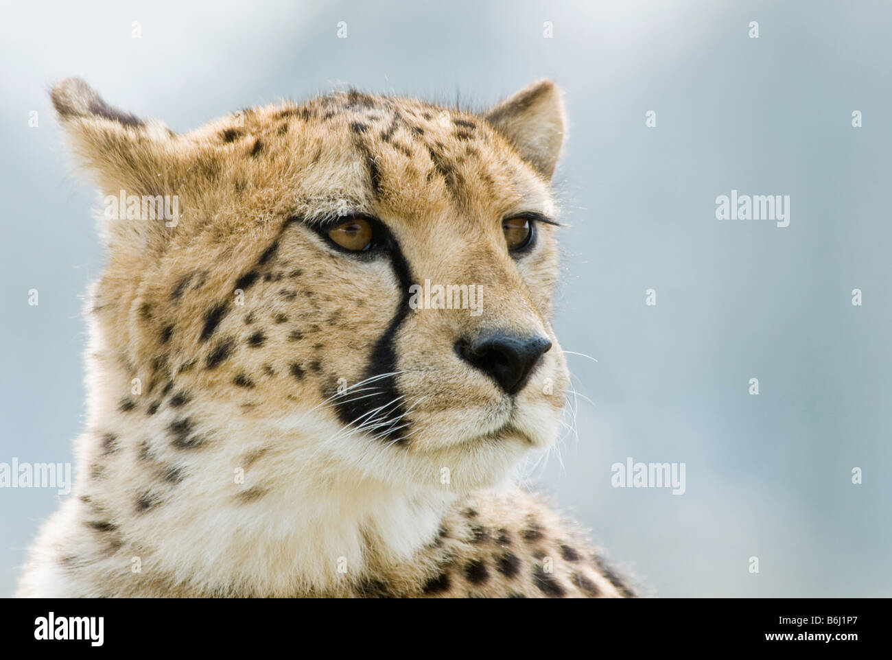 Cheetah eyes hi-res stock photography and images - Alamy