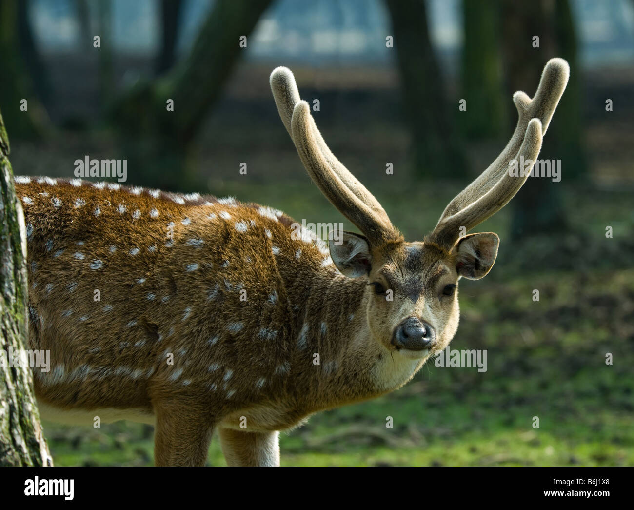 Close up deer in forest hi-res stock photography and images - Alamy