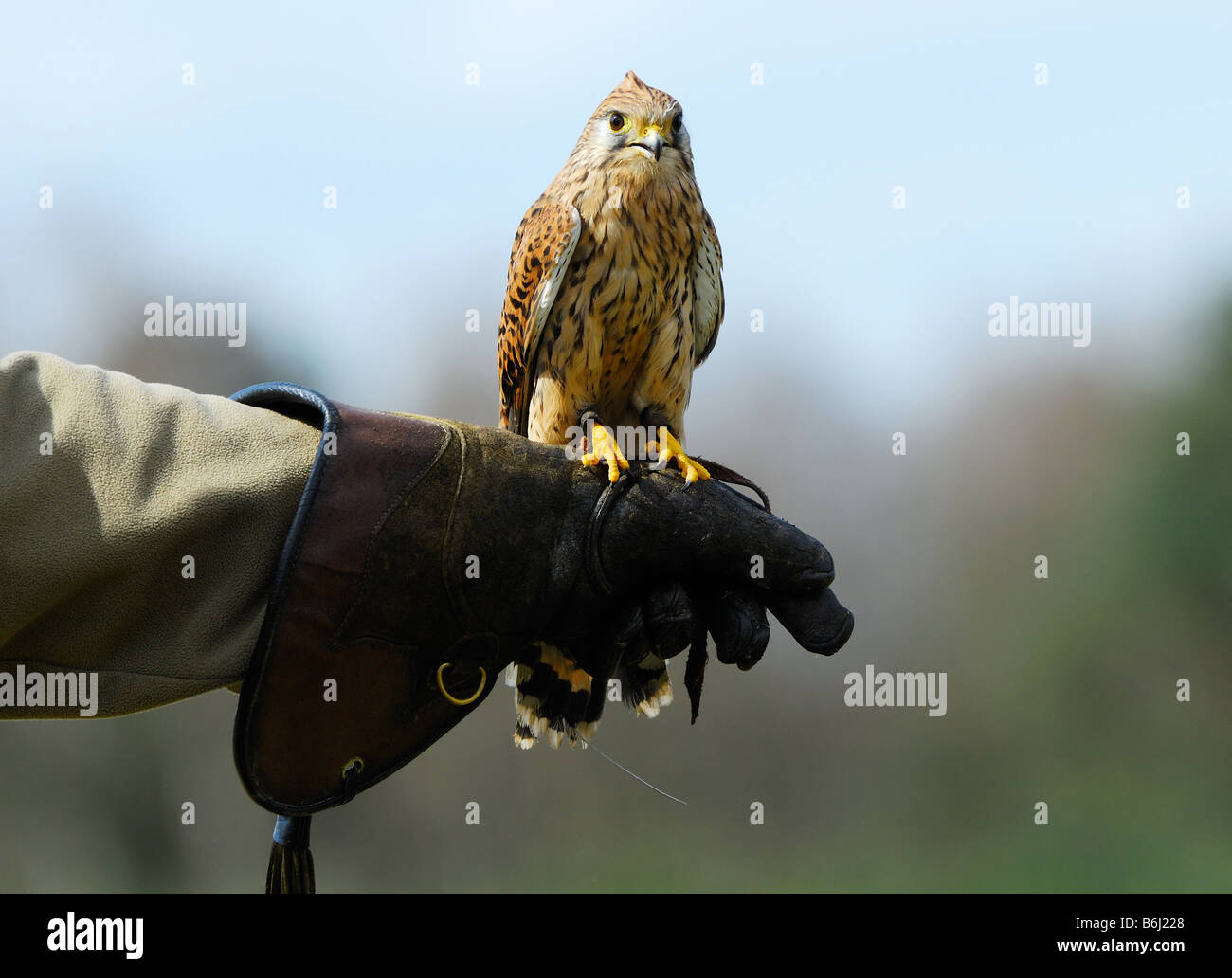 beautiful falcon on the glove of a falconer Stock Photo - Alamy