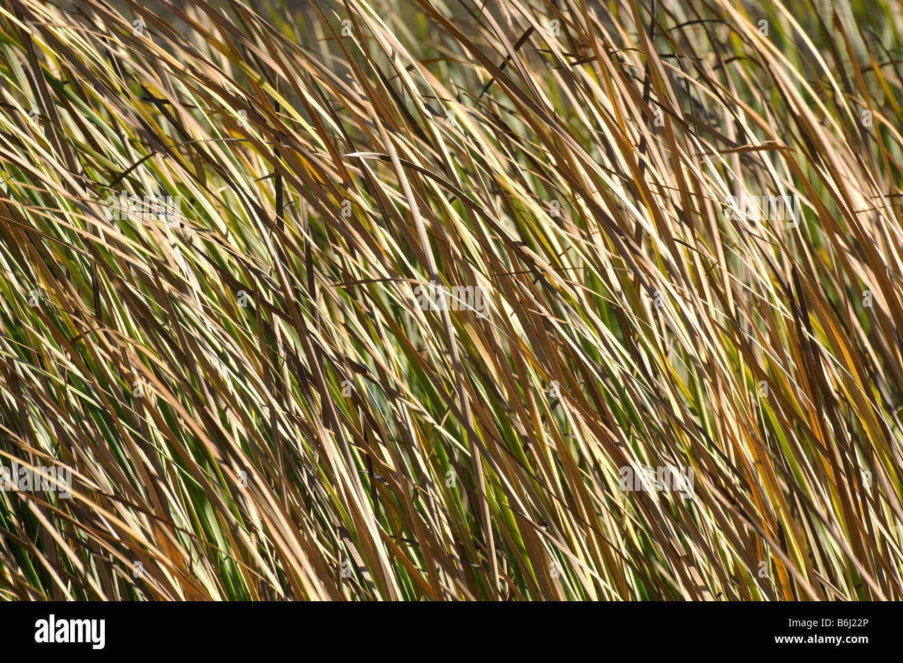 Reeds water reeds thick reeds texture yellow reeds lines swaying reeds ...