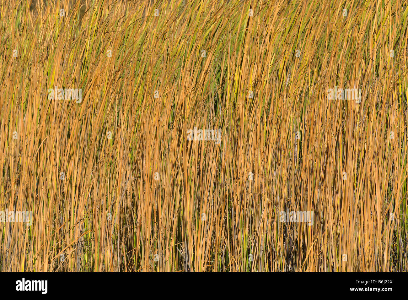 Thick texture hi-res stock photography and images - Alamy