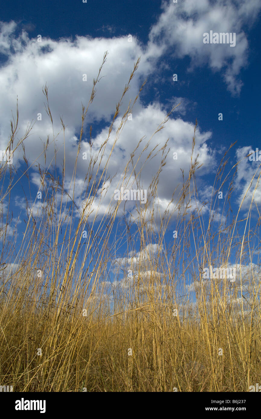 Grass red grass Themeda triandra African grass tall yellow grass blue ...