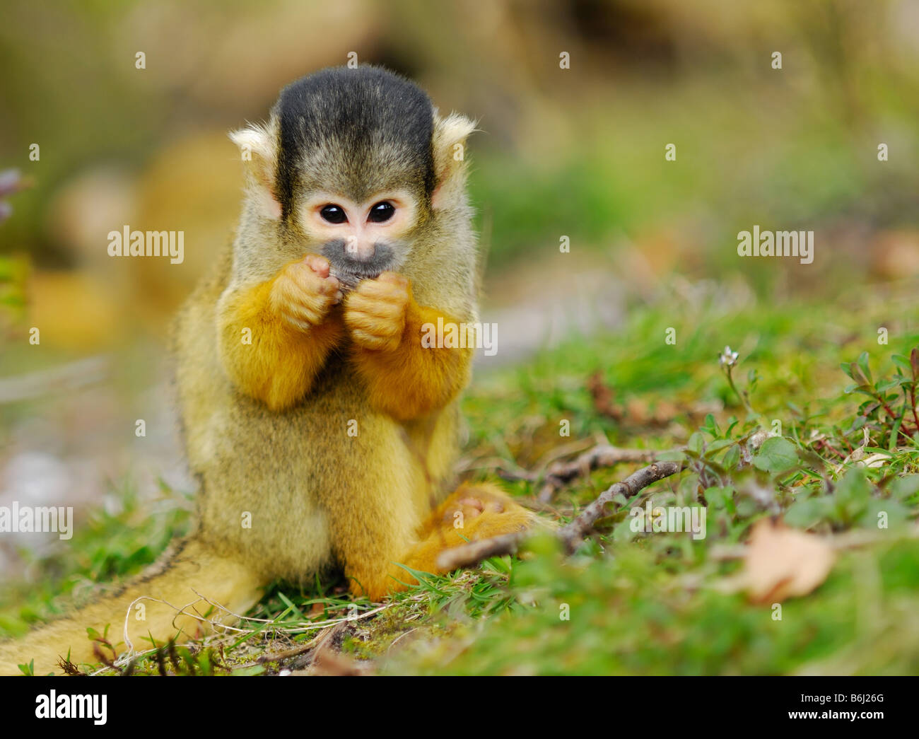 Cute Squirrel Monkeys