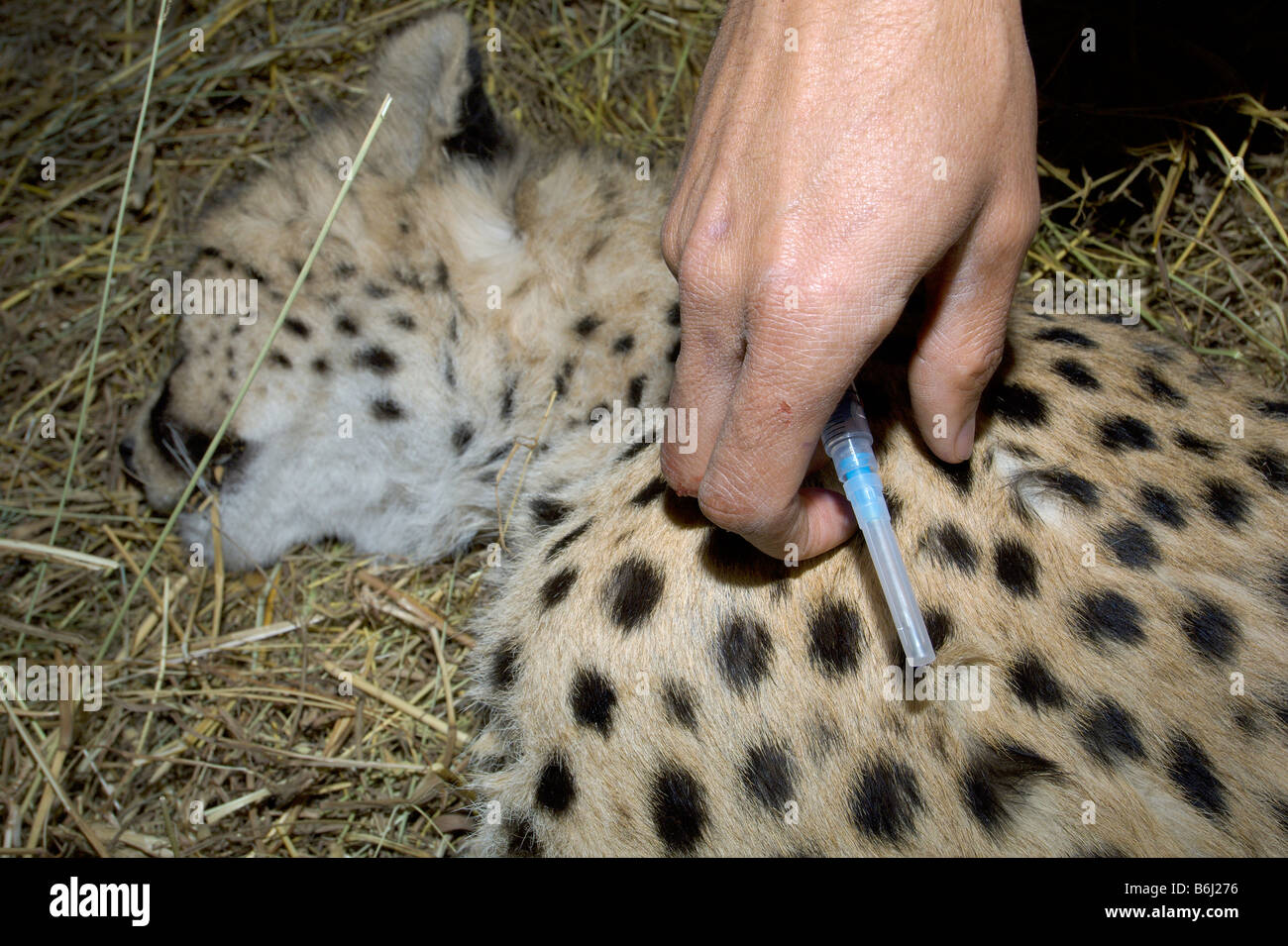 A wild cheetah is drugged for relocation into the wild in Zimbabwe ...