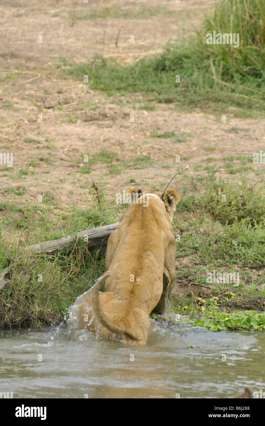 A collared female lion walks across the Zambezi river floodplain in ...
