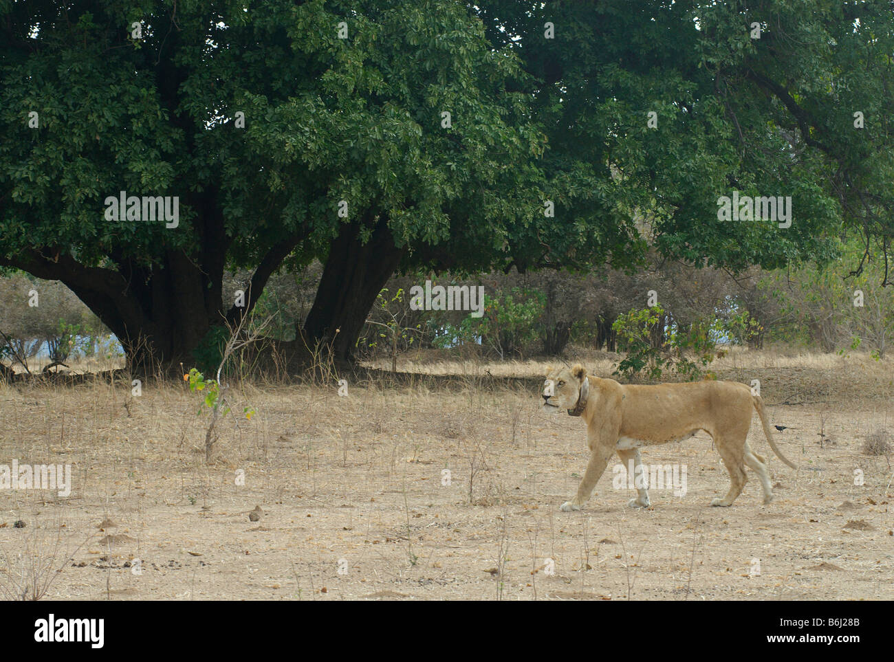 A collared female lion walks across the Zambezi river floodplain in ...