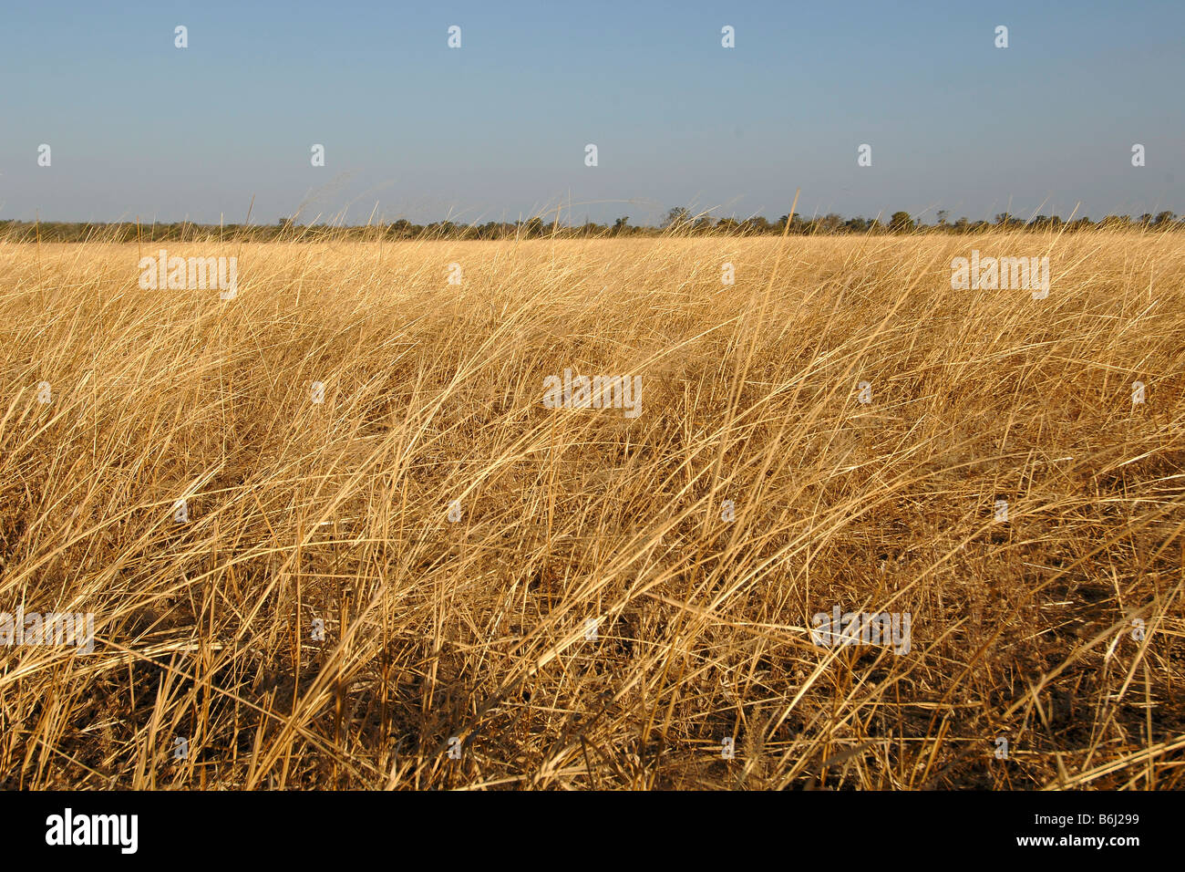 Grassy vlei red grass themeda triandra gras hi-res stock photography ...