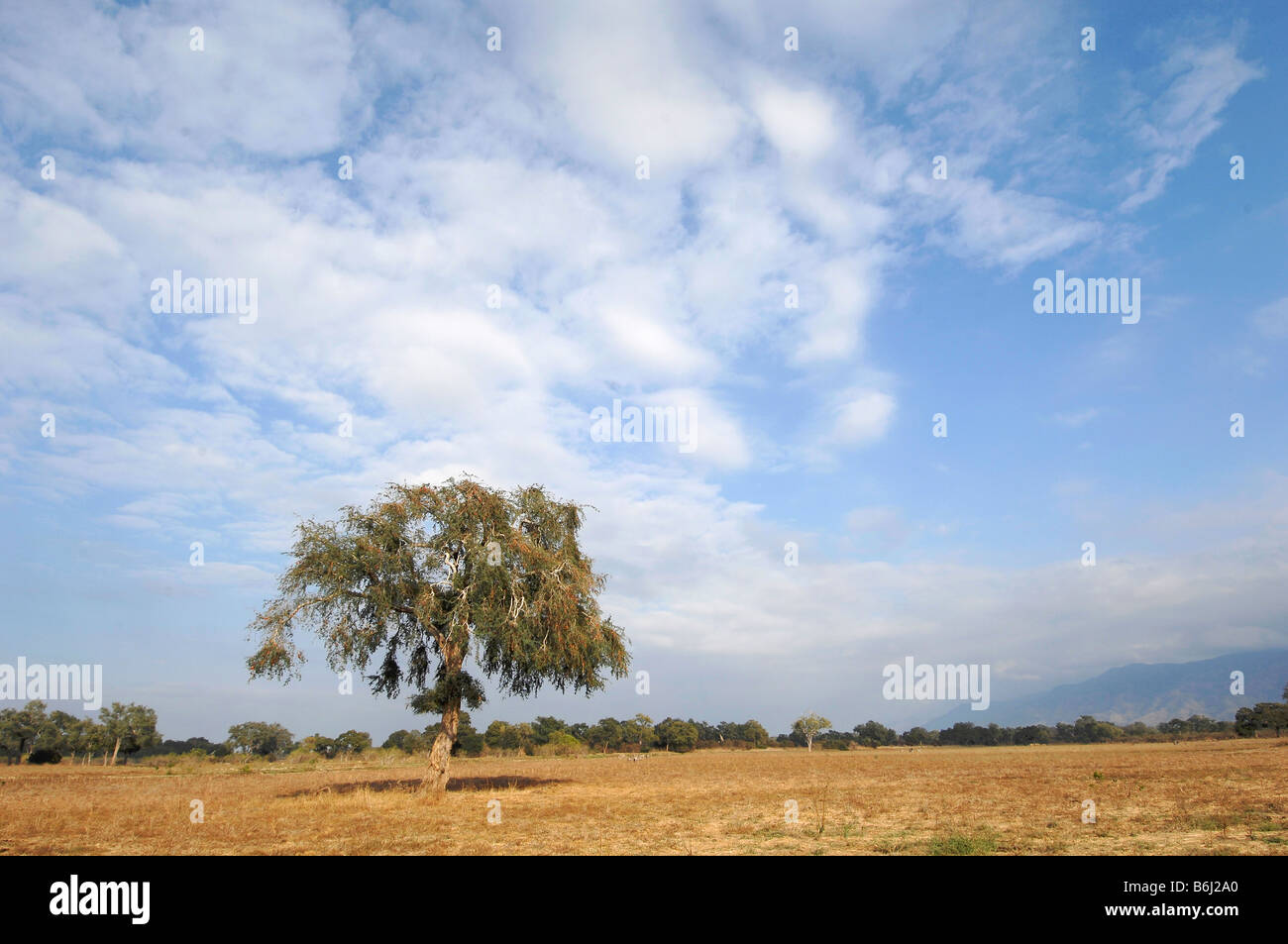 Faidherbia albida, anna tree, Mana Pools National Park, apple ring tree ...