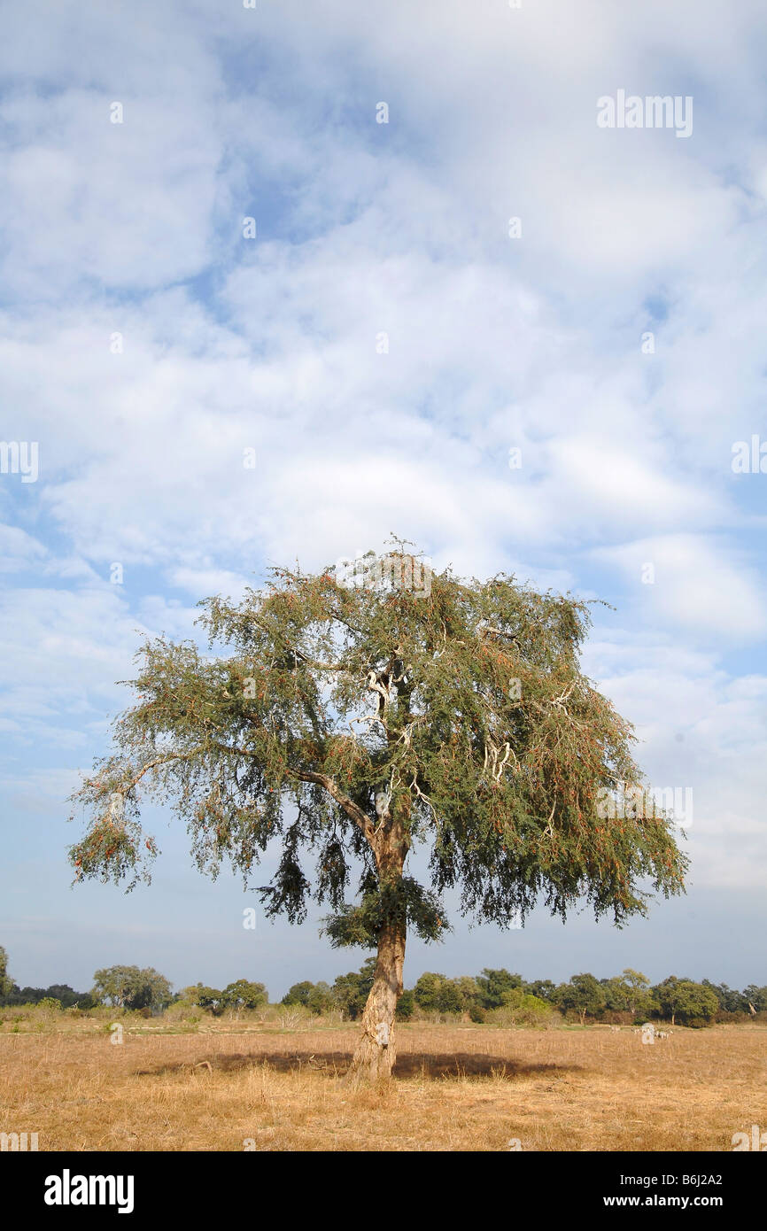 Albida hi-res stock photography and images - Alamy