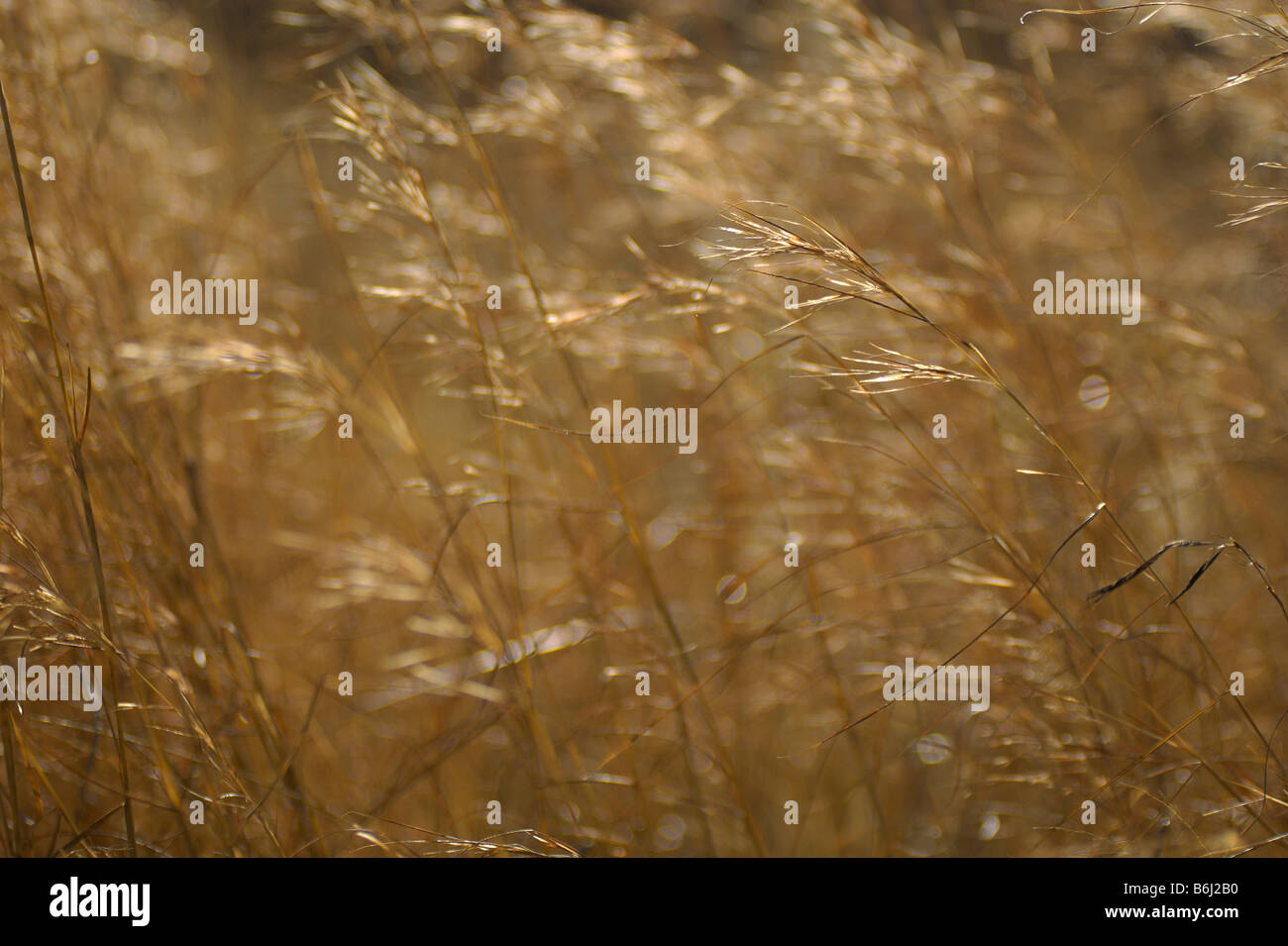 Red grass in Zimbabwe's Rhodes Matopos National Park Stock Photo - Alamy