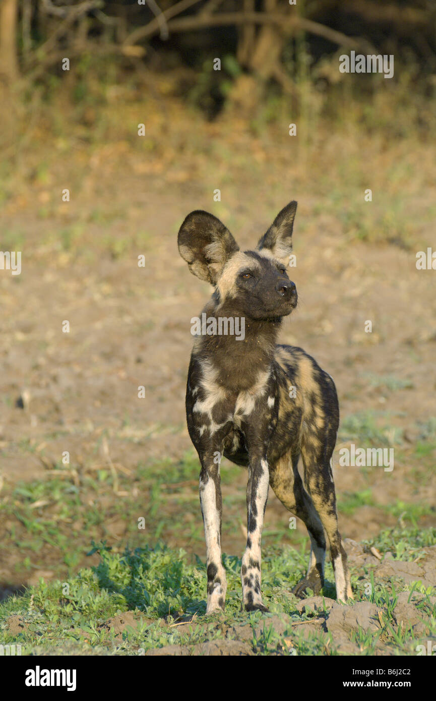 An African Wild Dog in Zimbabwe's Mana Pools National Park Stock Photo ...