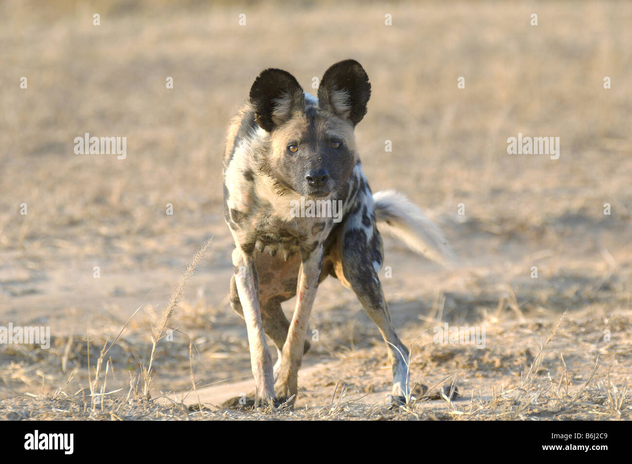 An African Wild Dog in Zimbabwe's Mana Pools National Park Stock Photo ...