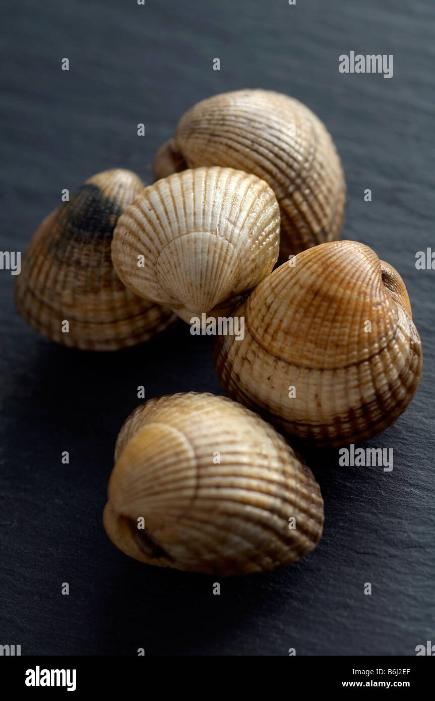 Cockle clams hi-res stock photography and images - Alamy