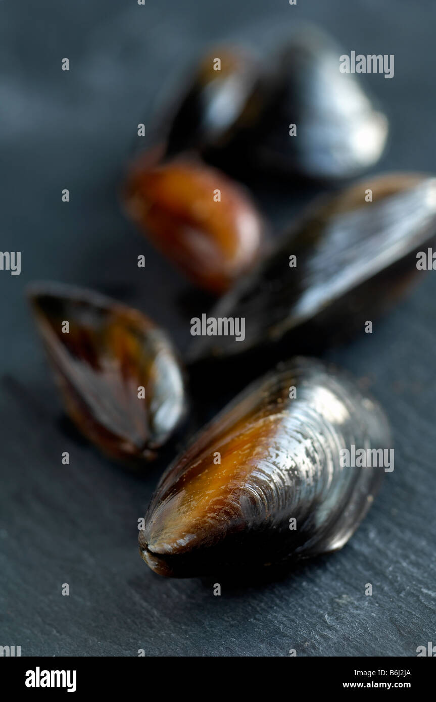 Mussel mollusc bivalve hi-res stock photography and images - Alamy