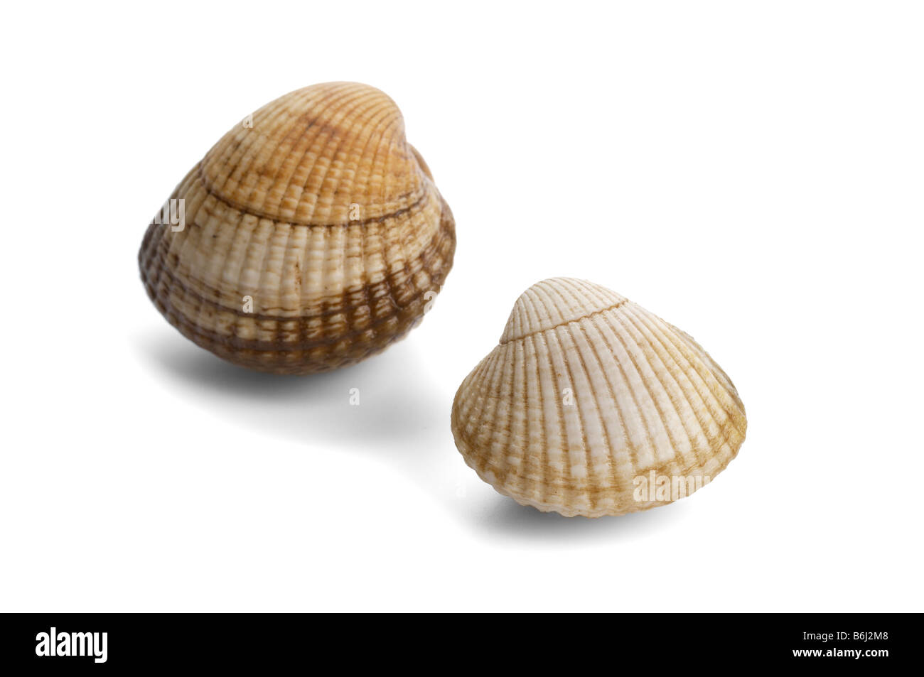 Two bivalve hi-res stock photography and images - Alamy