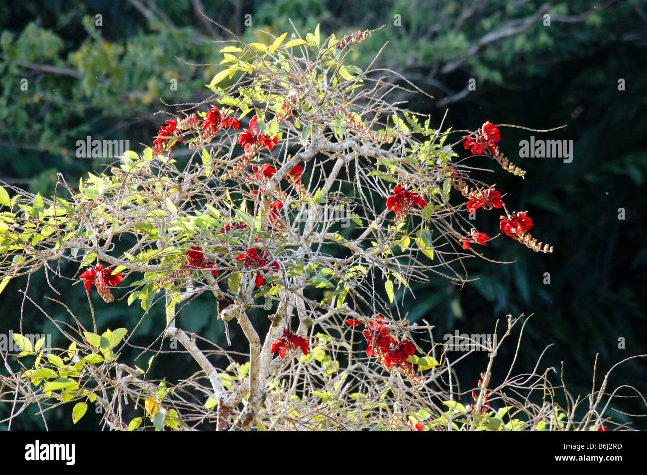 tropical legume coral family tree (Erythrina species) with red flowers ...