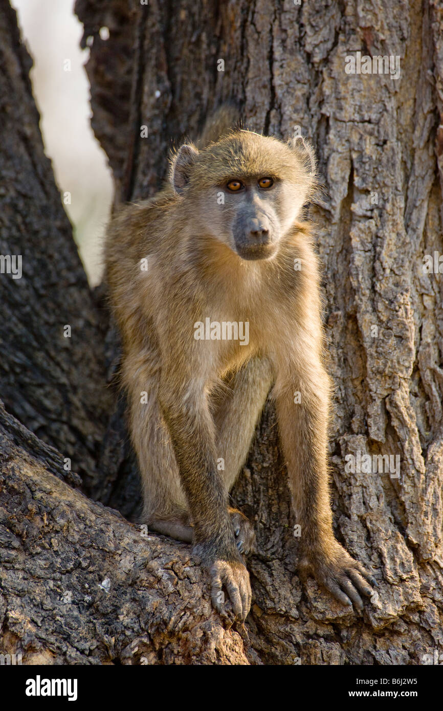 Namibia fauna hi-res stock photography and images - Alamy