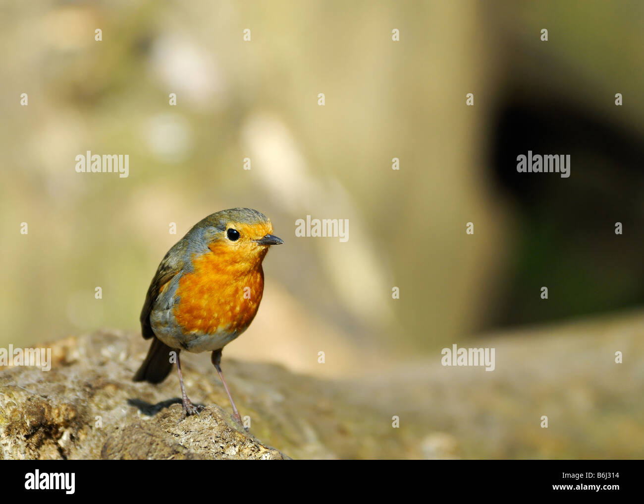 Red Robin Flying High Resolution Stock Photography and Images - Alamy