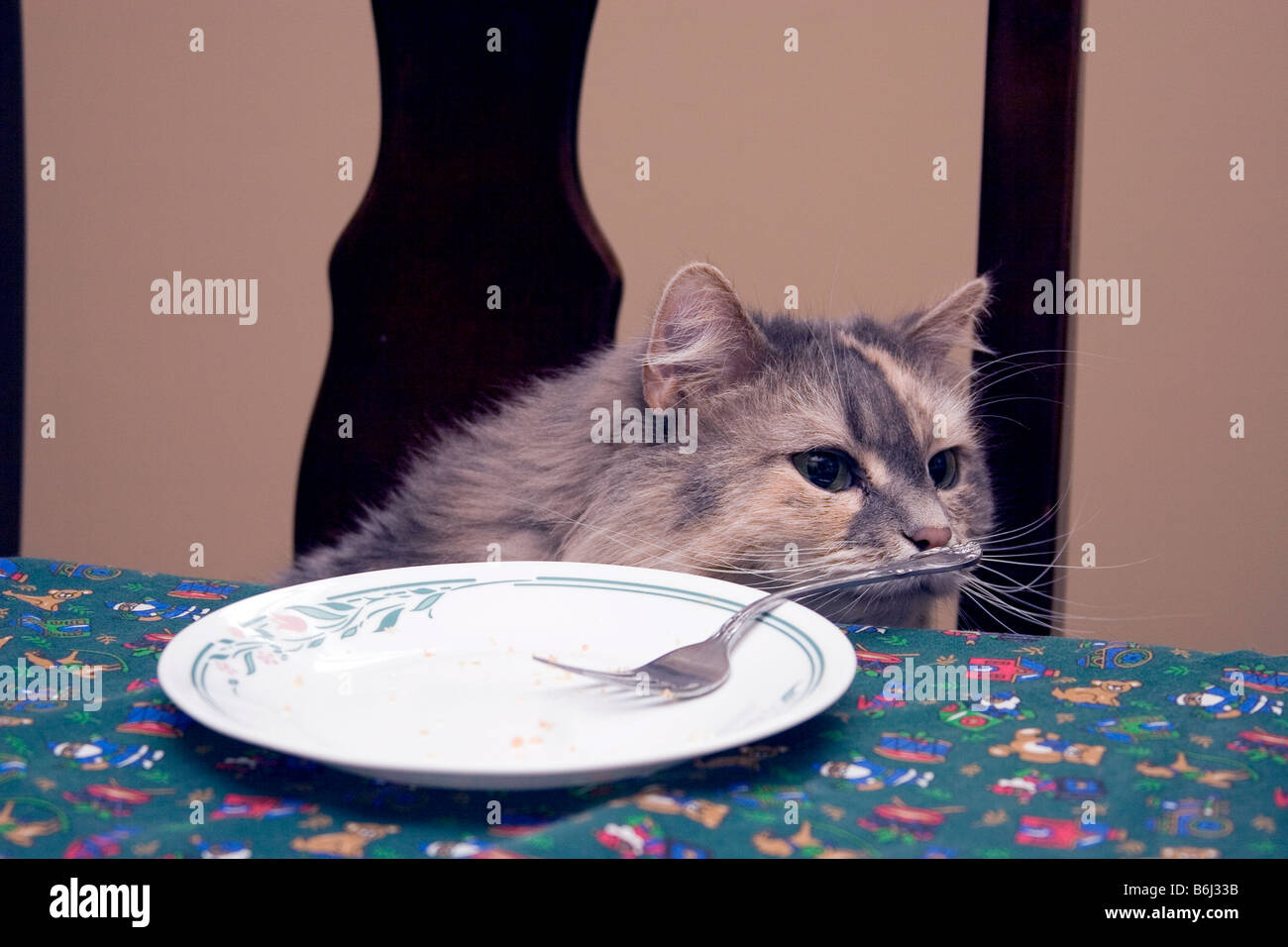 Humorous photo of a domestic cat sitting on a chair at the kitchen ...