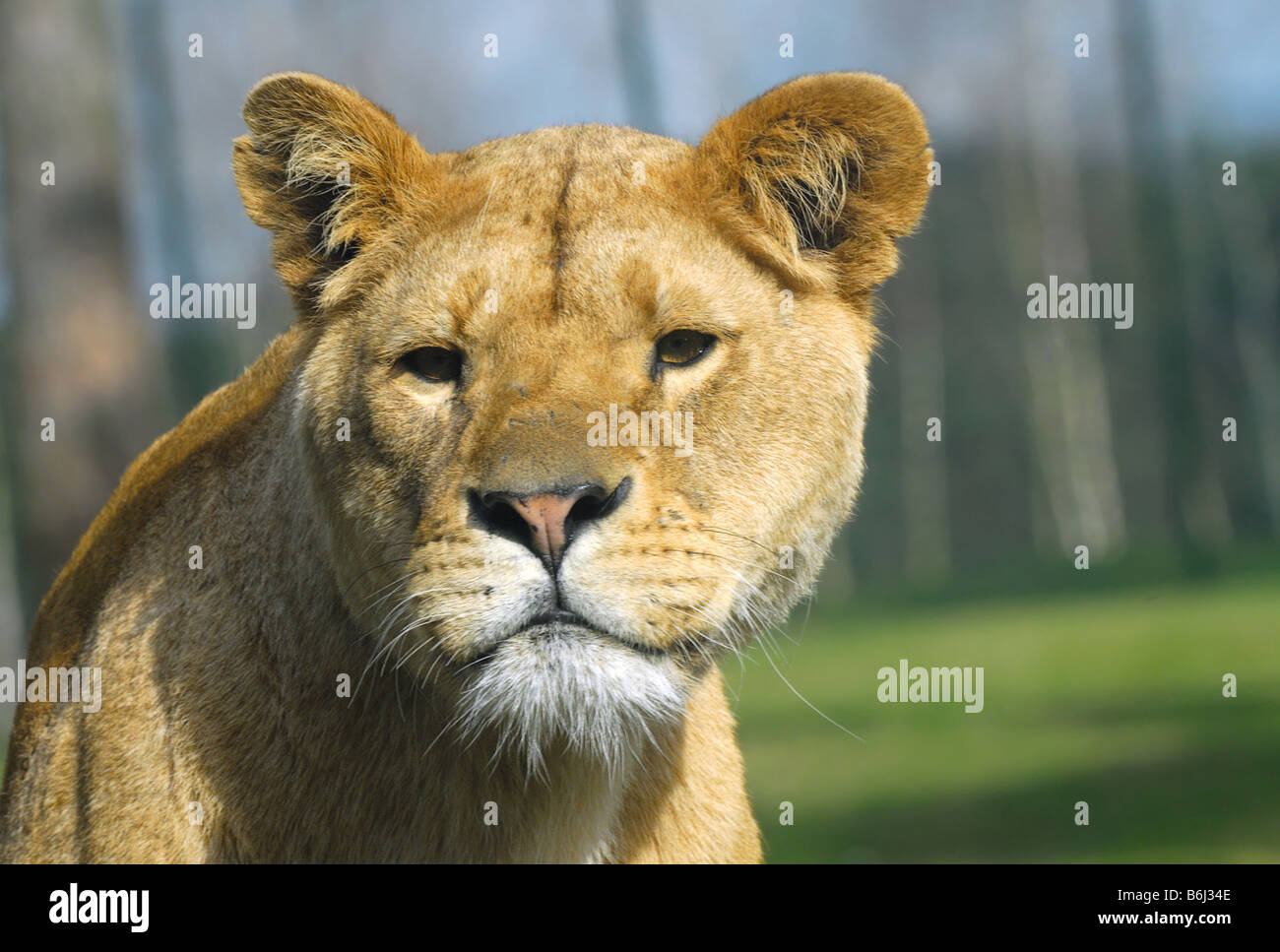Lion female face hi-res stock photography and images - Alamy