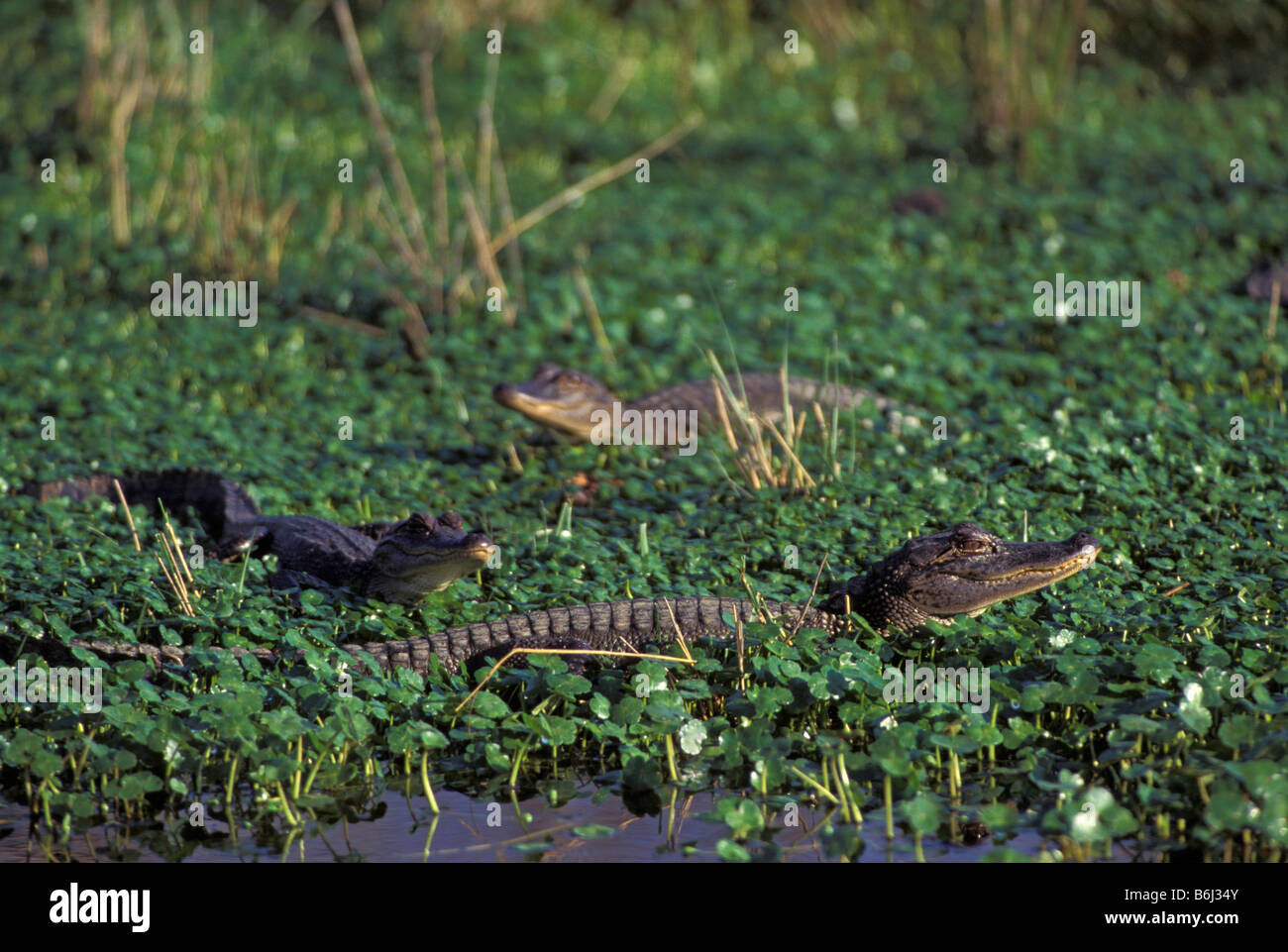 juvenile American alligator in basking in sun Stock Photo - Alamy