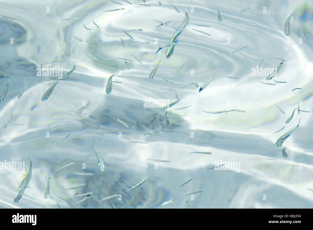 A shoal of little fish swimming close to the surface of the water in ...