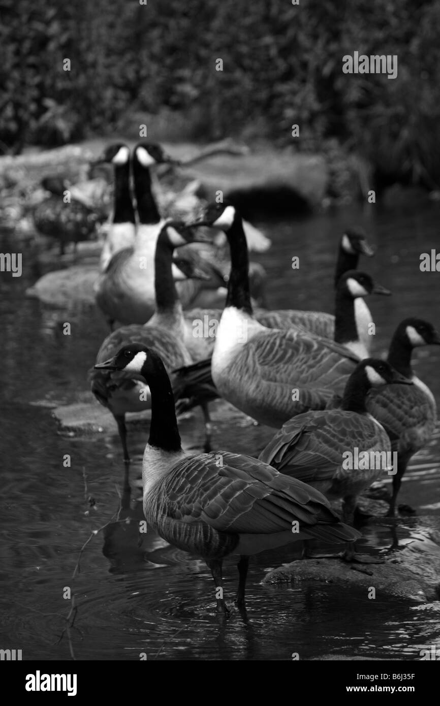 A flock of birds Stock Photo - Alamy