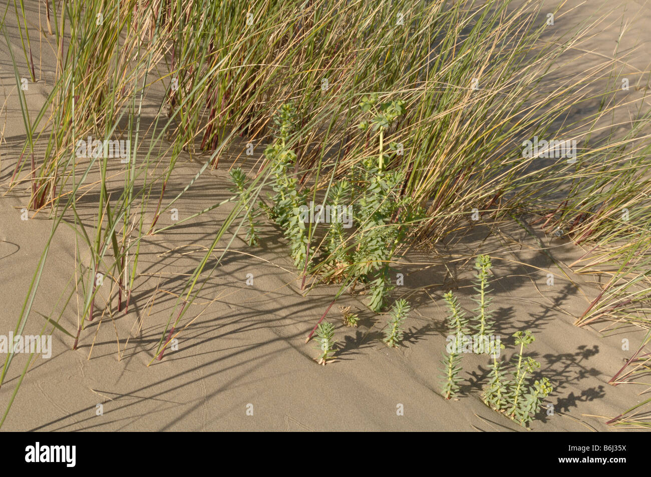 Ynyslas Dunes National Nature Reserve High Resolution Stock Photography ...