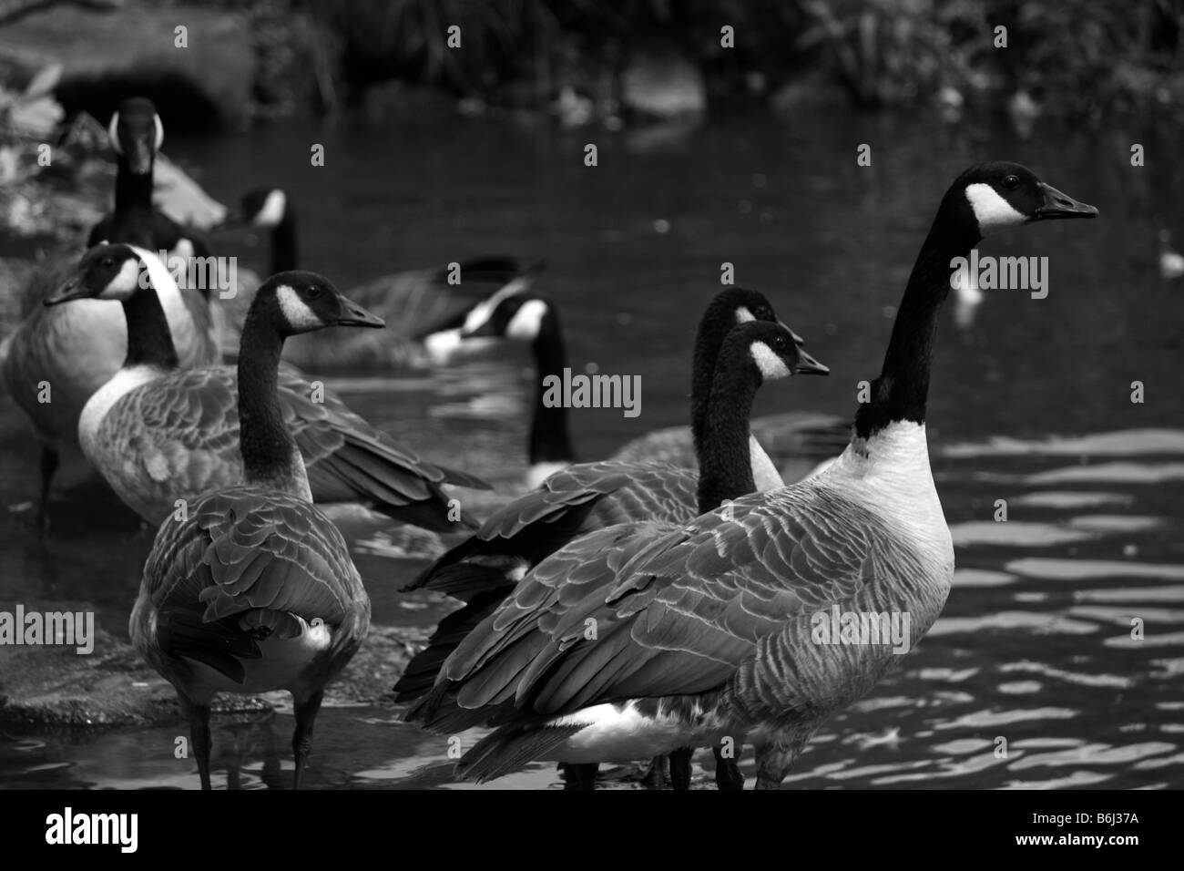 A flock of birds Stock Photo - Alamy