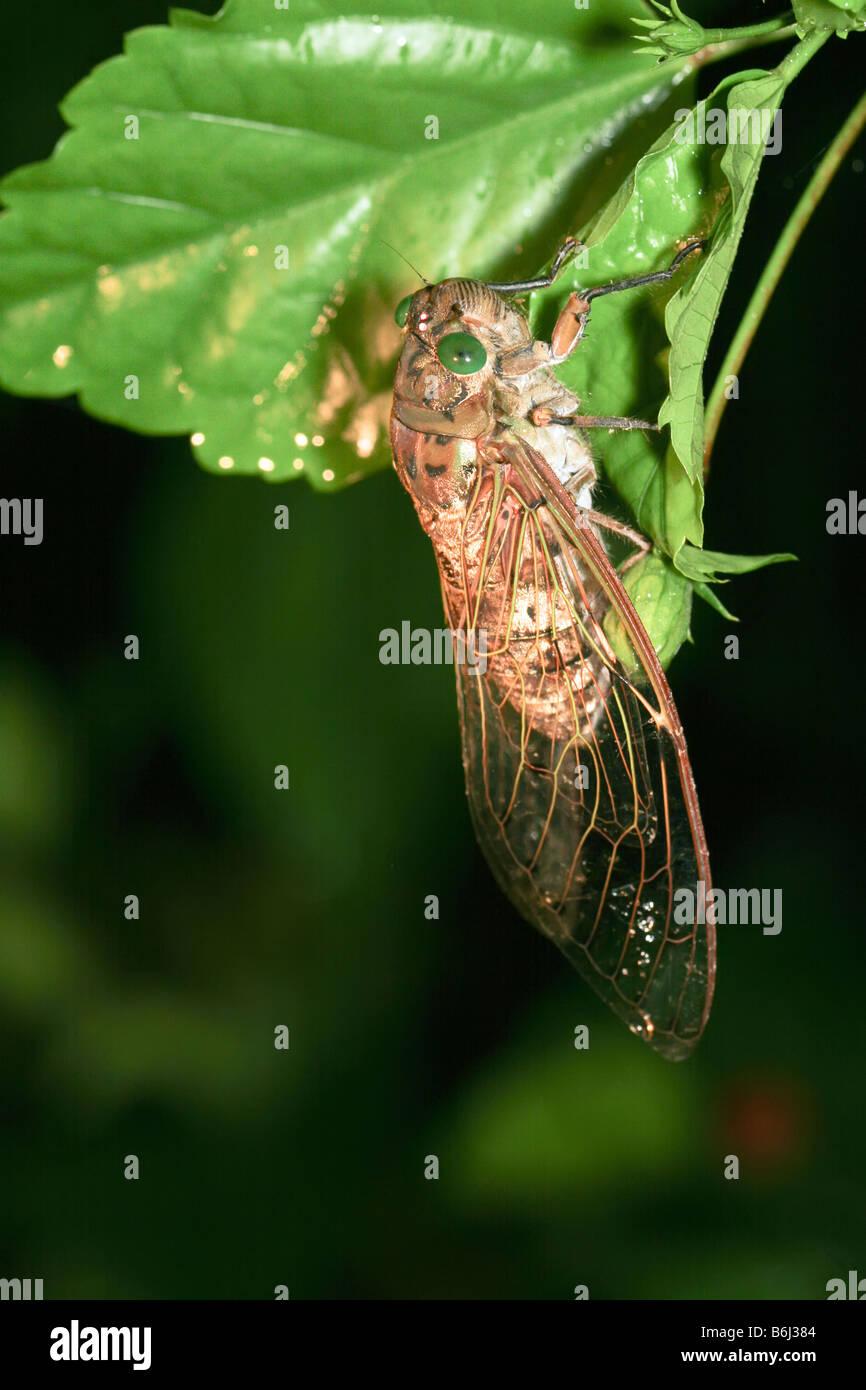 Big cicada hi-res stock photography and images - Alamy