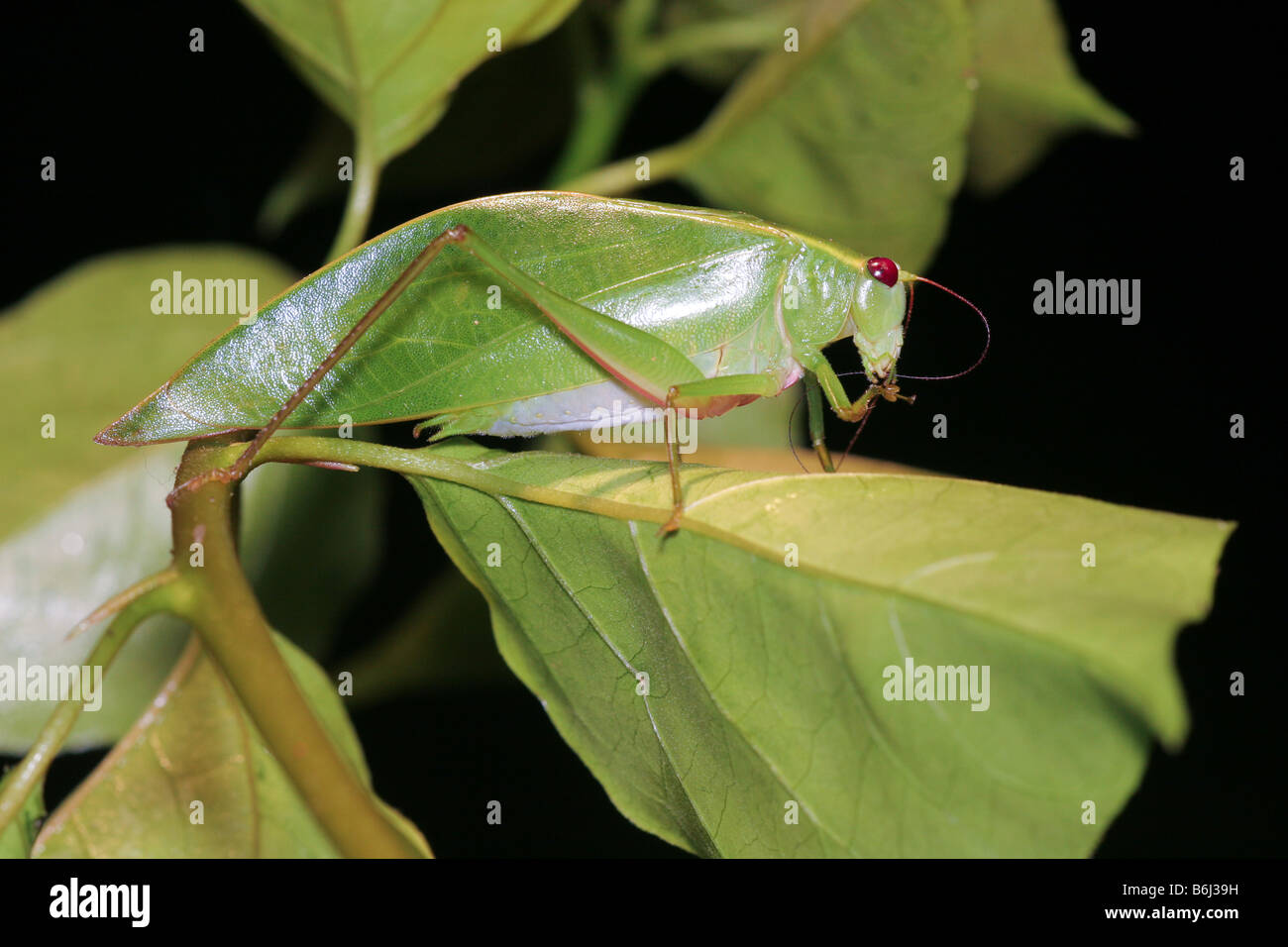 red eyed katydid (unknow species) in taman negara national park ...