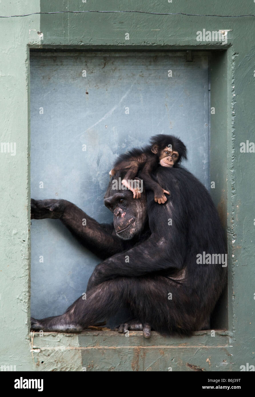 cute baby chimpanzee with mother Pan troglodytes Stock Photo - Alamy