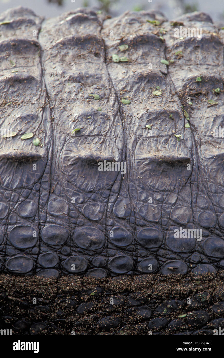 back of American alligator above water Stock Photo - Alamy