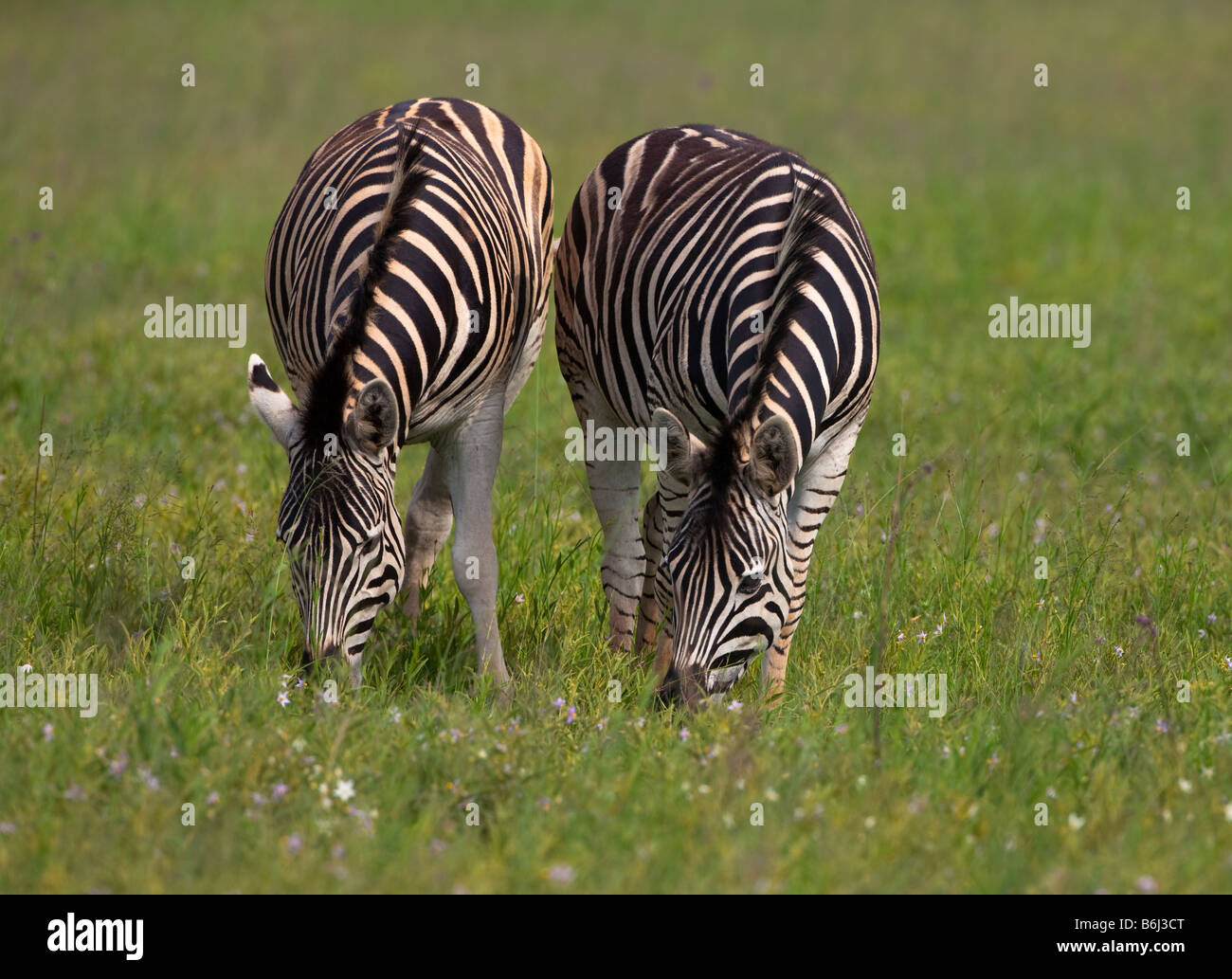 Zebras grazing hi-res stock photography and images - Alamy