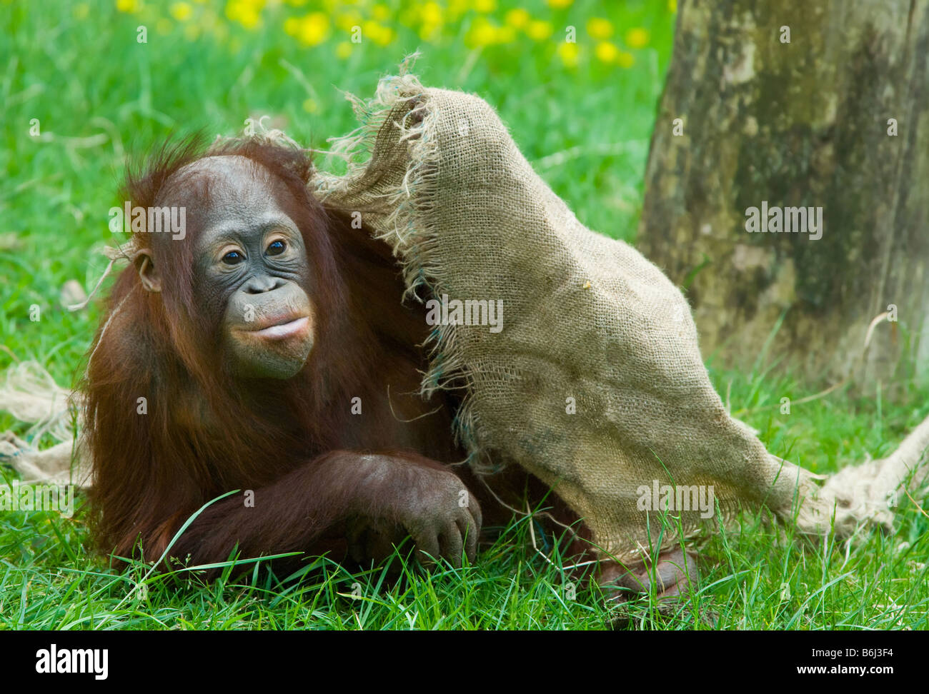 Baby Orangutans Playing