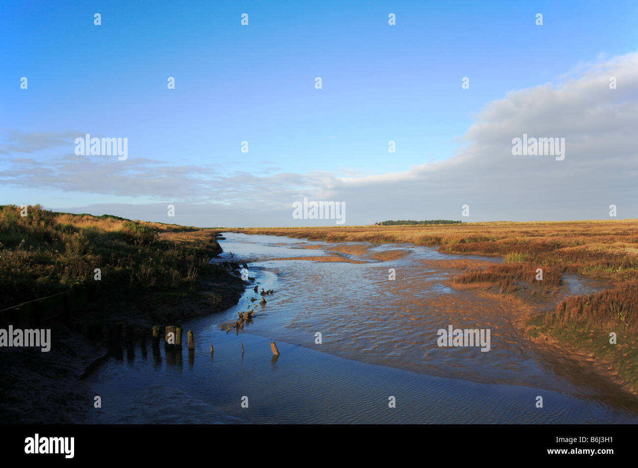 Salt marsh low tide birds hi-res stock photography and images - Alamy